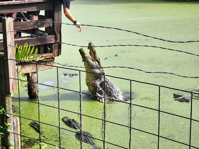 Dinner and a show, gator-style! This feeding frenzy is like "Jaws," but with a Southern twang and a lot more teeth.