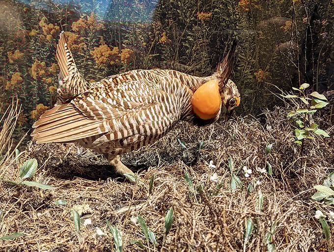 The Heath hen struts its stuff in this ultra-realistic diorama. It's like a runway show for extinct Midwestern poultry!
