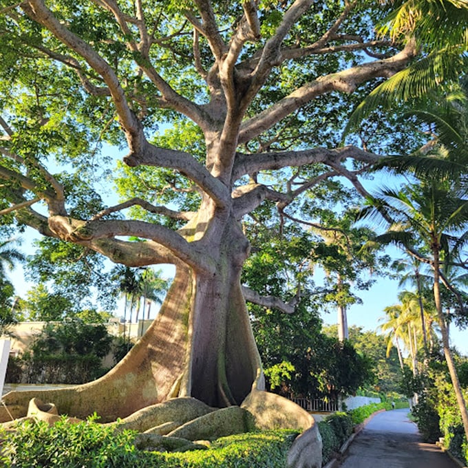 Tree goals: When your roots are bigger than your branches. This old timer's seen some stories, I bet.