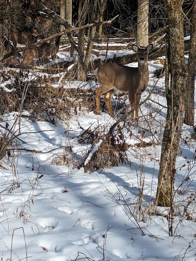 "Oh deer! Looks like we've stumbled upon a local celebrity in their natural habitat." A curious deer pauses in a snowy glade, reminding us of the park's year-round wildlife residents.