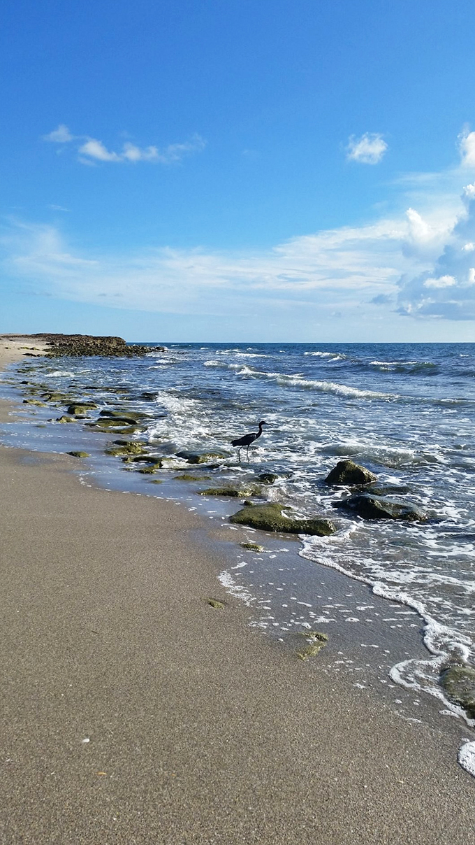 Bird's the word! This feathered friend is living its best life, showing us how to truly enjoy a beach day.