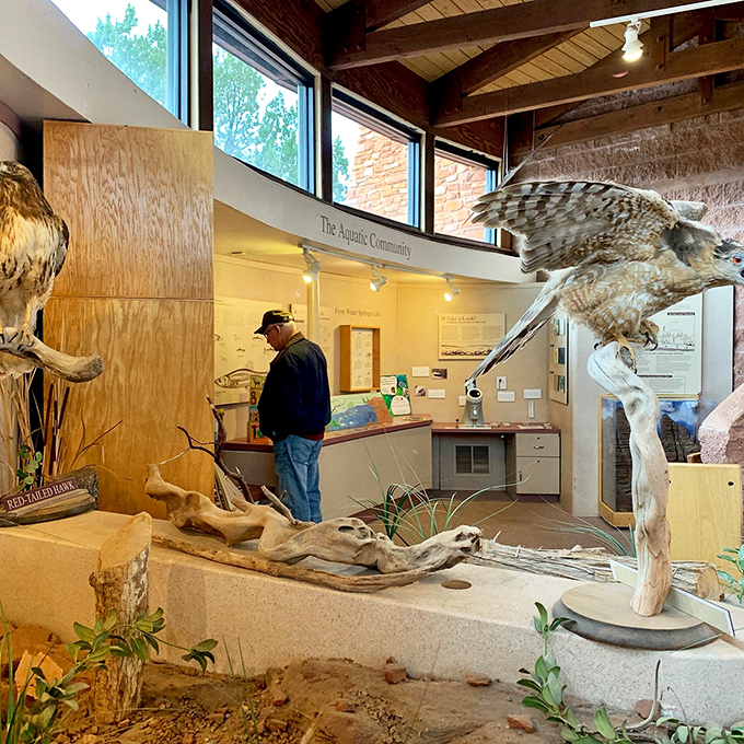 Step into the Miller Visitor Center, where taxidermy meets education. It's like Night at the Museum, but with more cacti and less Ben Stiller.