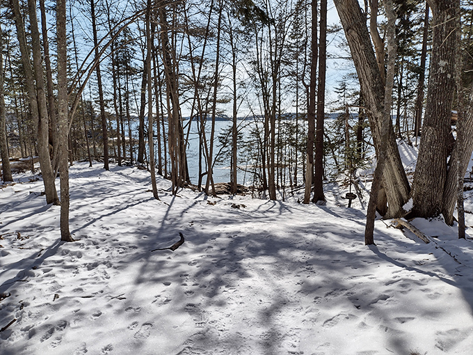 Winter wonderland: Where snow-capped pines stand guard over a frozen landscape, like nature's own ice sculpture garden.