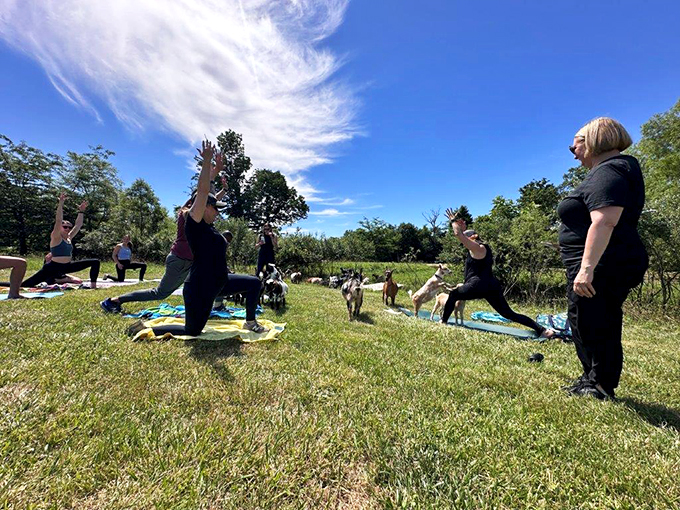 "Downward dog meets grazing goat. Who said yoga couldn't be a wild experience? Namaste, nature!"