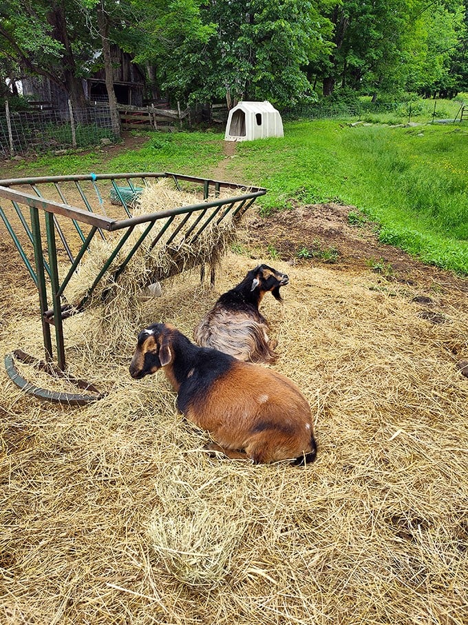Goat-ta love farm life! These adorable kids are living their best lives, blissfully unaware of their viral potential.