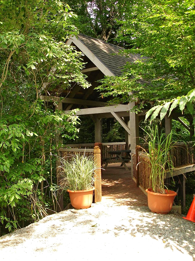 A peaceful rest stop along nature's path, where ornate grasses wave hello to passing bird enthusiasts.