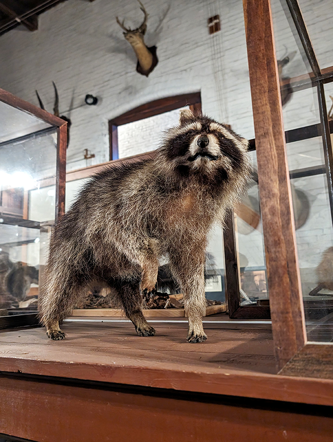 "Paint me like one of your French raccoons." This masked bandit's ready for his close-up, and he's not taking no for an answer!