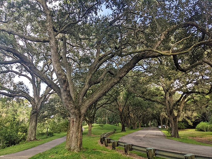 Cathedral of the outdoors: These majestic trees form nature's own Notre Dame. Sunlight streaming through leaves instead of stained glass.