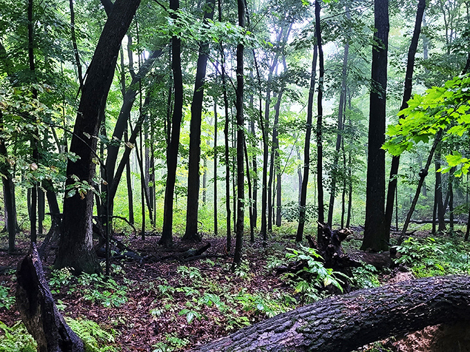 Misty morning magic! This ethereal scene is like stepping into a fairy tale &ndash; just watch out for any wolves in grandma's clothing.