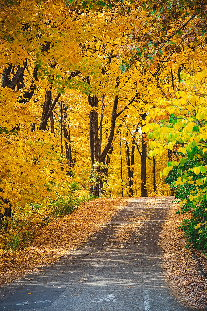 Autumn in Minnesota: Where the trees put on a show that rivals Broadway. Golden ticket not required!