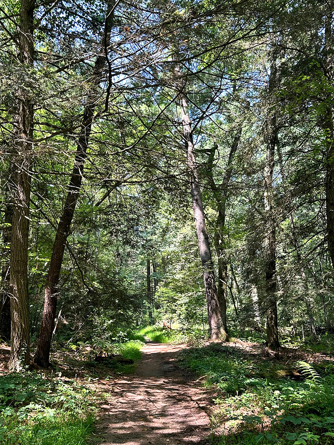 Follow the yellow dirt road! This sunlit trail promises adventure, fresh air, and maybe a few mosquito bites. Worth it!