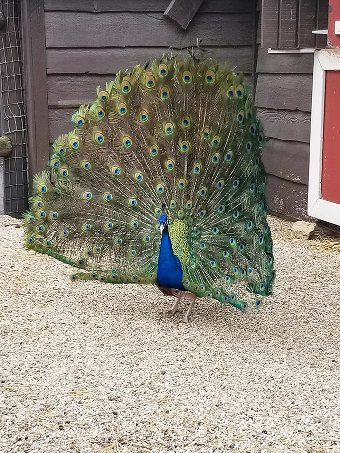 Talk about strutting your stuff! This peacock's got more flair than a 1970s disco night.