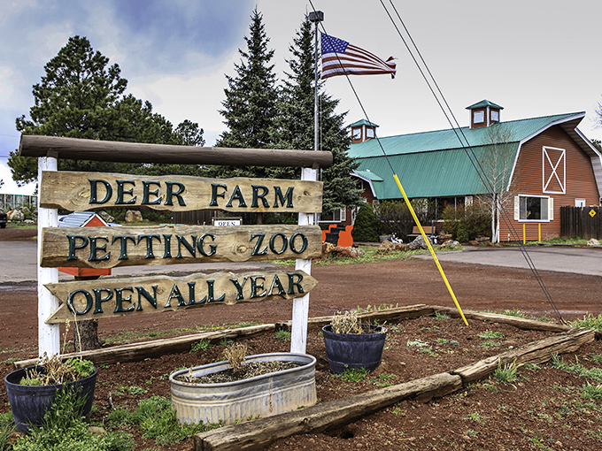 Open all year? Looks like these deer didn't get the memo about winter hibernation!