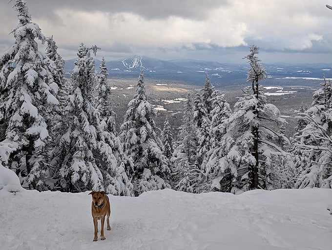 Winter wonderland or Narnia? Either way, this snow-covered scene is pure magic.