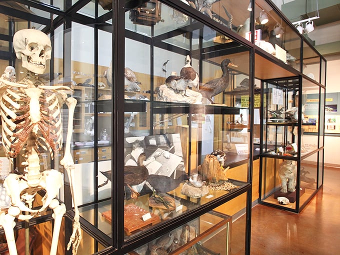 Nature's cabinet of curiosities! This display case houses a treasure trove of specimens, from bones to birds, creating a mini-museum within the museum.
