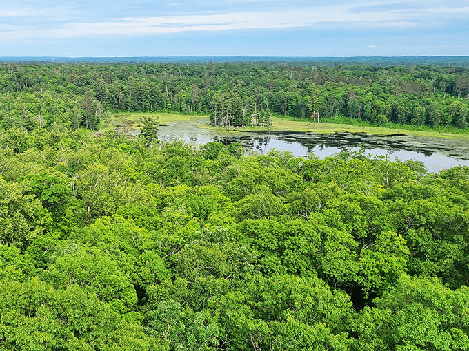 A bird's-eye view that'll make you wish you had wings. This verdant vista stretches as far as the eye can see, no binoculars required.