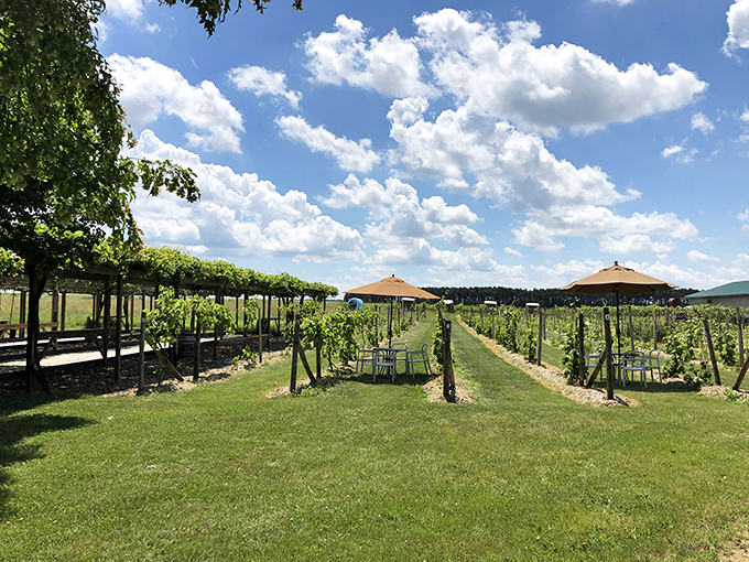 Road trip rule #1: Always stop for the oldest winery in the state. Alexis Bailly is your passport to vintage Minnesota.