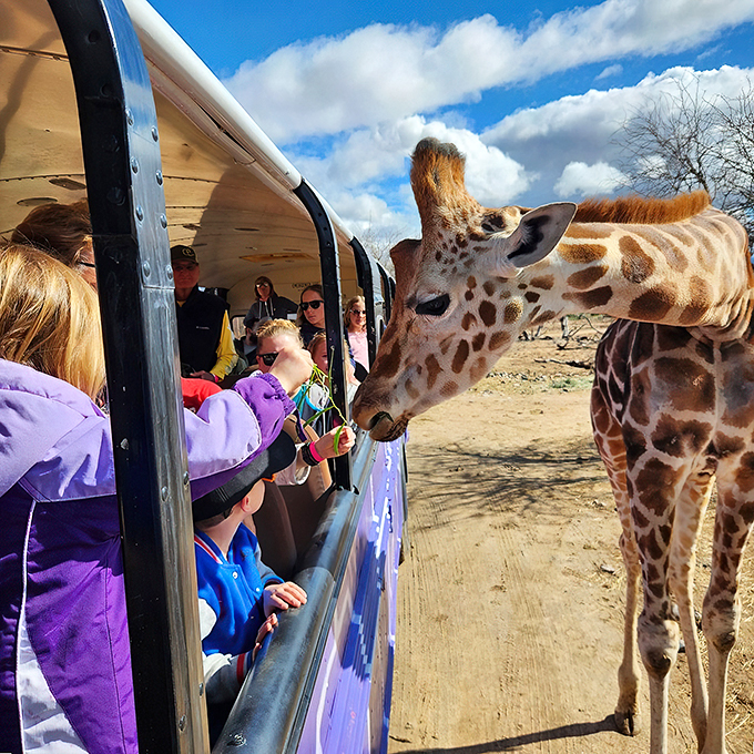 Giraffe selfies, anyone? This safari bus brings Africa to Arizona, minus the 20-hour flight and questionable airline food.