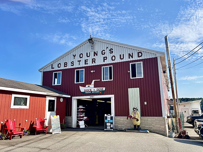 Young's Lobster Pound: Where lobsters go to fulfill their destiny! This red barn of deliciousness is like a crustacean's last stop before flavor town.