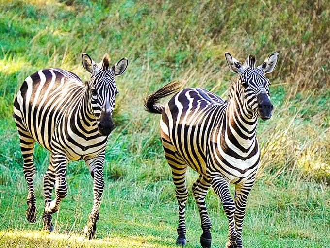 Roadside attraction extraordinaire! Who needs African safaris when zebras are just a drive away?