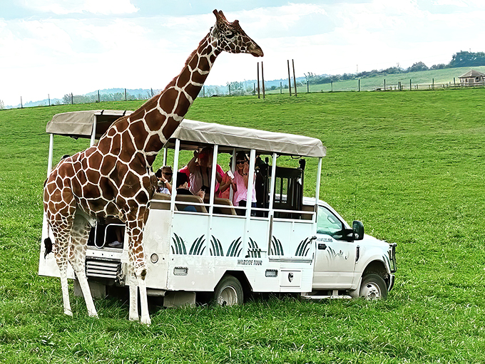 "Giraffe meets Midwest: At The Wilds, these long-necked locals are probably wondering why their savanna suddenly has a corn maze vibe."