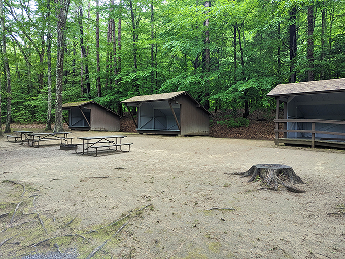 A clearing that whispers serenity. This campsite is so peaceful, even the picnic table looks relaxed.