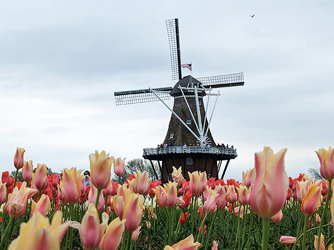 Who needs the Netherlands? Holland, Michigan serves up a slice of Dutch delight with a side of Midwest hospitality.