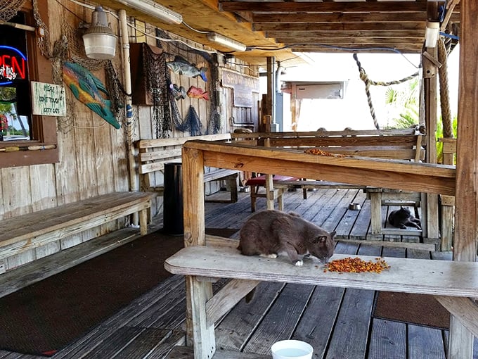 Who's the real catch of the day? This feline friend might argue it's not on the menu. A purr-fect dining companion for seafood lovers.