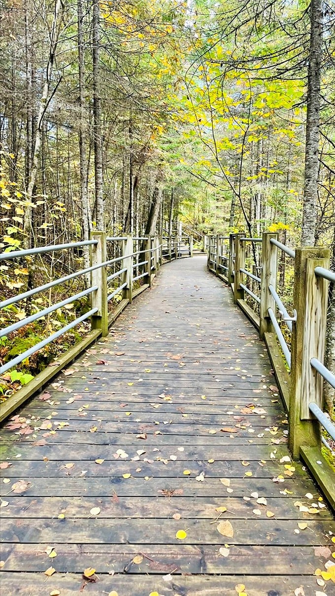 Nature's red carpet! This wooden walkway invites you to strut your stuff through a forest straight out of a fairy tale.