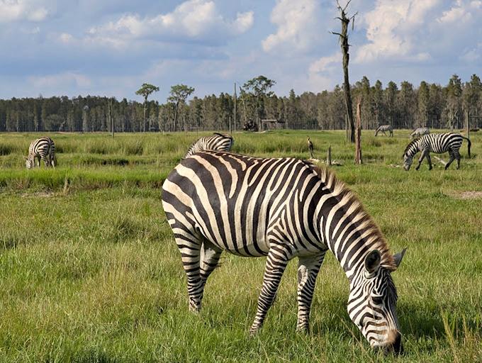Stripes on stripes on stripes! These zebras are living proof that nature's got a flair for fashion that puts runway models to shame.