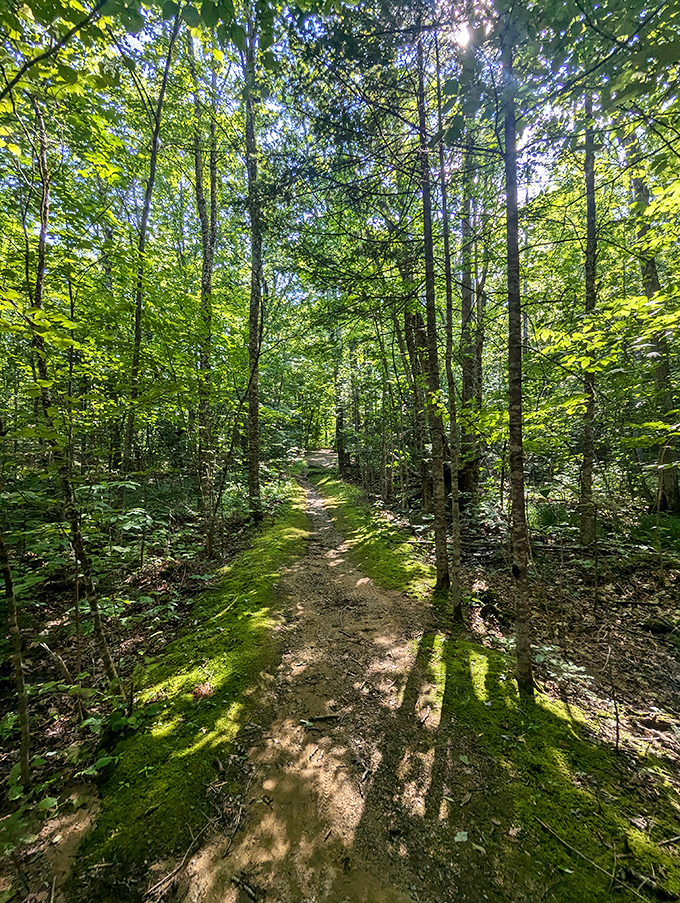 Nature's cathedral awaits! Sunlight filters through leafy stained glass, inviting you to worship at the altar of tranquility.