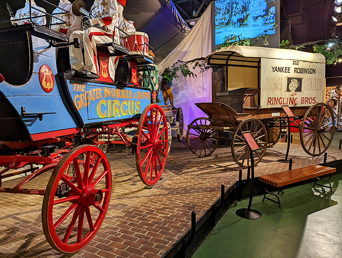 It's like a time machine on wheels! These vibrant circus wagons transport you back to an era of traveling spectacles and wonder.
