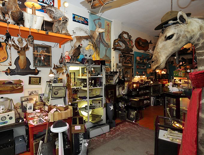 Indiana Jones meets Ripley's Believe It or Not in this treasure trove of oddities. Every nook and cranny tells a story—or raises an eyebrow.