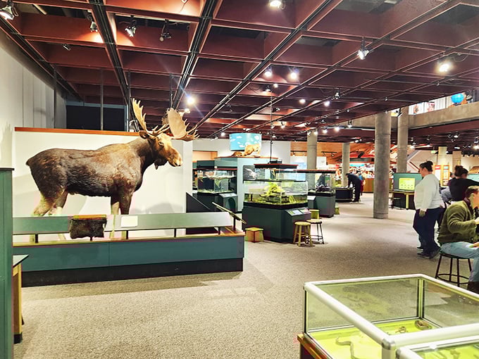 Moose on the loose! This exhibit hall is where wildlife meets wild ideas, inviting visitors to explore nature's wonders up close.