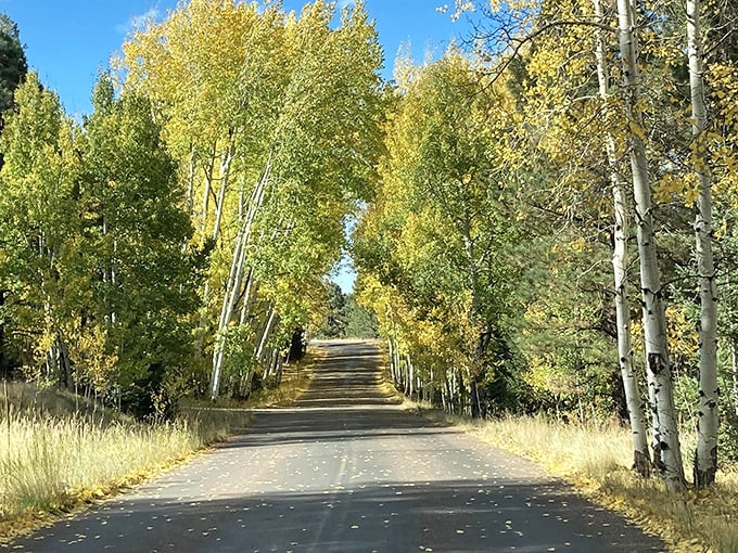 Nature's own yellow brick road! This golden-hued path through the aspens near Greer is Arizona's way of rolling out the autumn welcome mat.