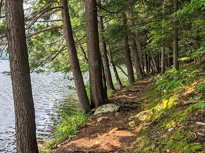 Who needs a yellow brick road when you've got this enchanting forest trail? Follow the path less taken and discover your own Emerald City.