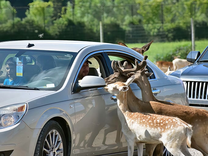"Drive-thru safari, Ohio style! Here, the deer are so friendly, they might ask to borrow your car keys."