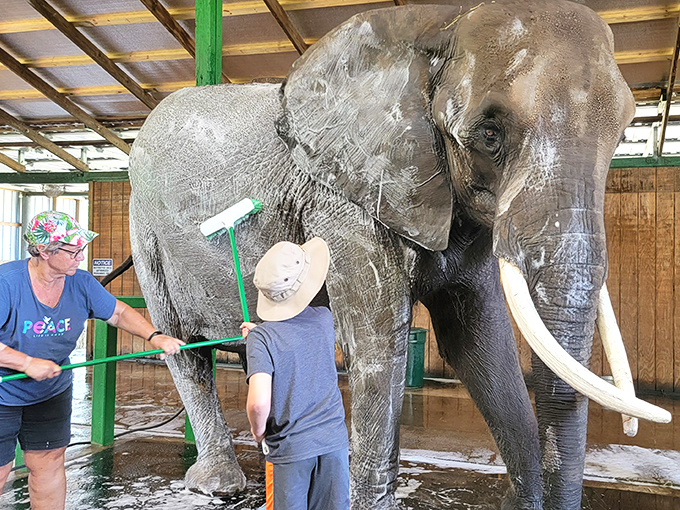 Elephant spa day! Who knew these gentle giants loved a good scrub as much as we do?