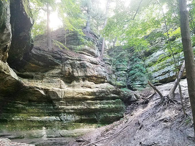 Starved Rock's canyons: Where Mother Nature shows off her sculpting skills. It's like walking through an art gallery, but with better air quality.