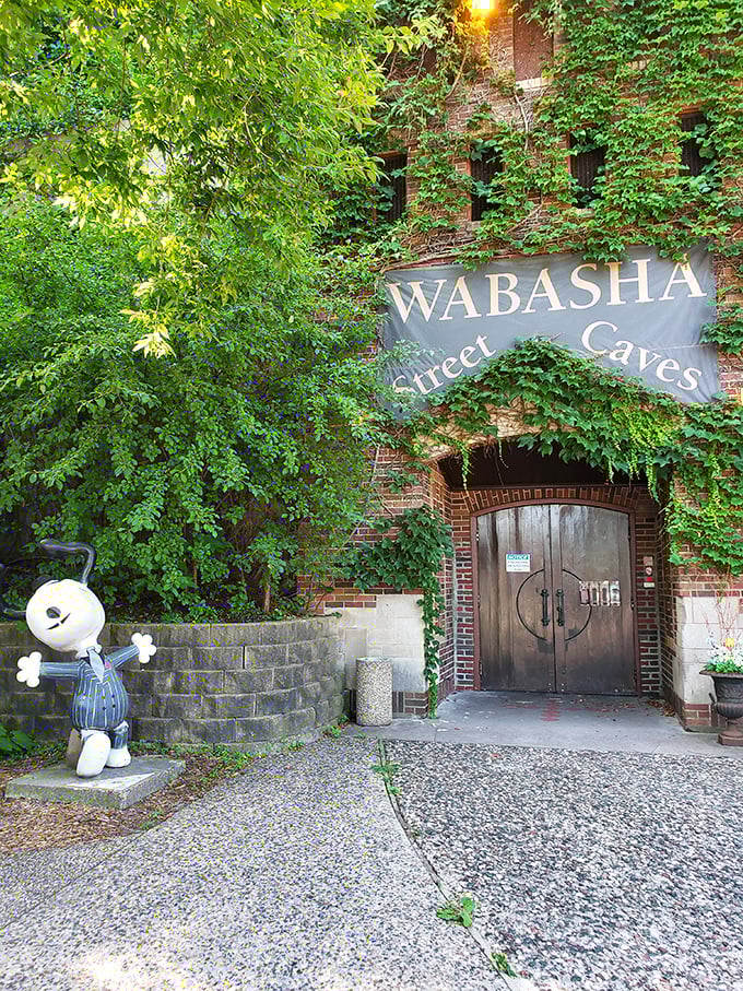 Vines creep over the entrance to Wabasha Street Caves like nature trying to reclaim a place where bootleggers once hid their secrets. That little gangster statue knows more than he's telling.