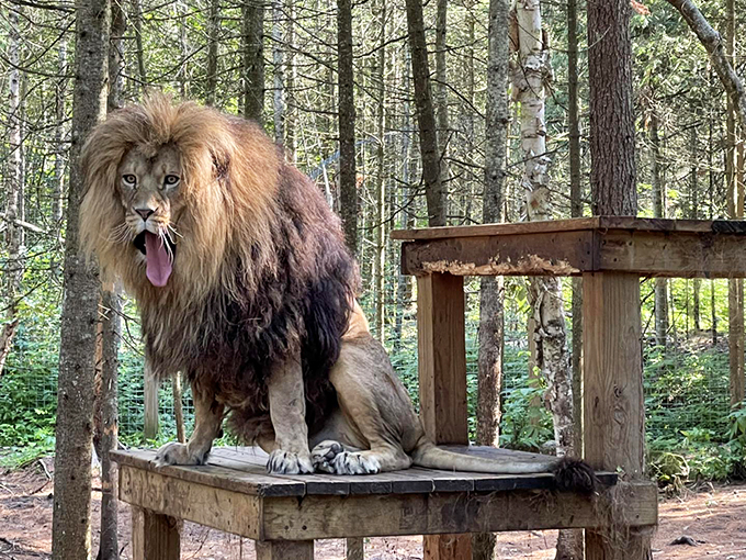 Detour to the Serengeti! Who knew a Michigan road trip could include a lion sighting?