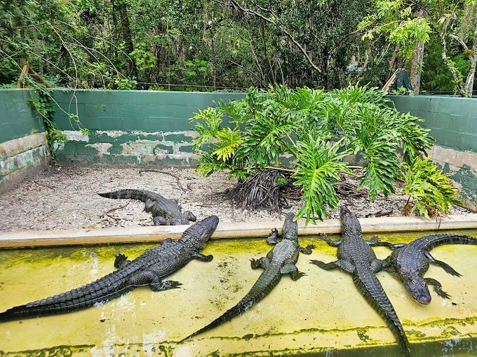 Gator gathering or scaly family reunion? These prehistoric pals seem to be plotting their next move in their algae-covered hangout.
