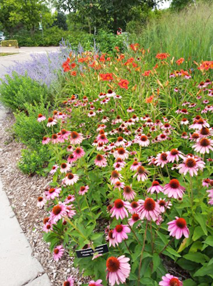 Echinacea extravaganza! These pink powerhouses aren't just pretty faces – they're nature's own immune boosters with a side of charm.
