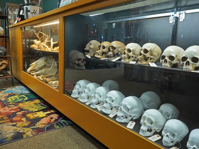 "Alas, poor Yorick!" Shakespeare's Hamlet would have a field day in this skull-filled display case. Talk about ahead of the game!