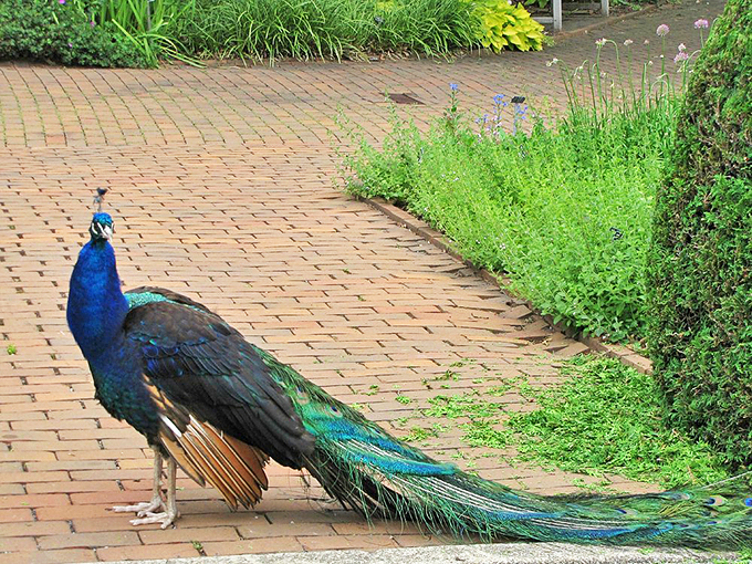 "Strutting his stuff!" This peacock's not just walking, he's runway-ready. Project Runway: Avian Edition, anyone?