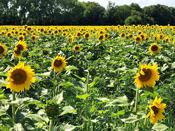 A sea of sunny faces! These sunflowers are clearly the happiest commuters in Illinois. Talk about a cheery rush hour!