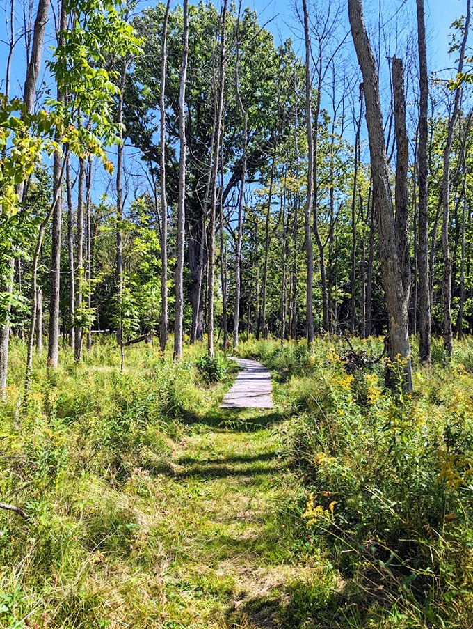 Follow the yellow brick road? Nah, this enchanted forest path is way more my style.