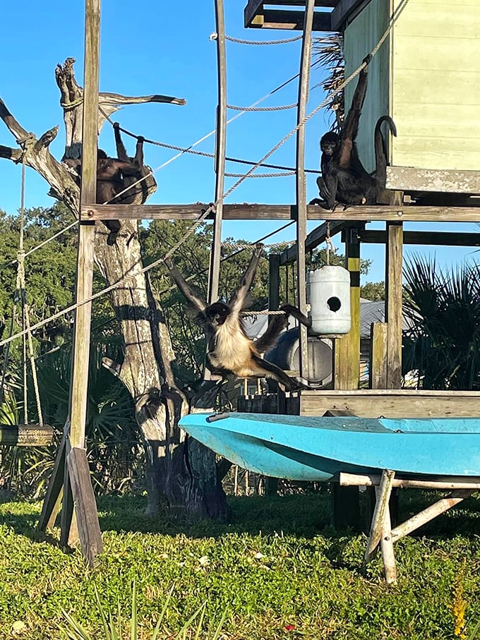 These monkeys have mastered the art of lounging better than any beach-goer I've ever seen. Vacation goals, anyone?