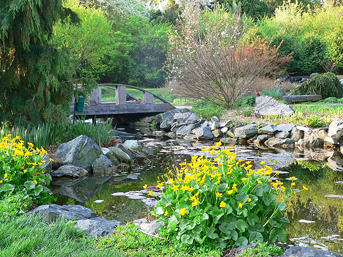 Who needs a wishing well when you've got this? This picturesque pond is where dreams of serenity come true, complete with a VIP list of local flora.