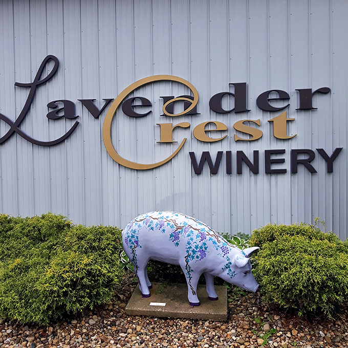 Who says cows can't appreciate fine wine? This bovine beauty guards the winery sign, proving that even in Illinois, farm animals have exquisite taste.